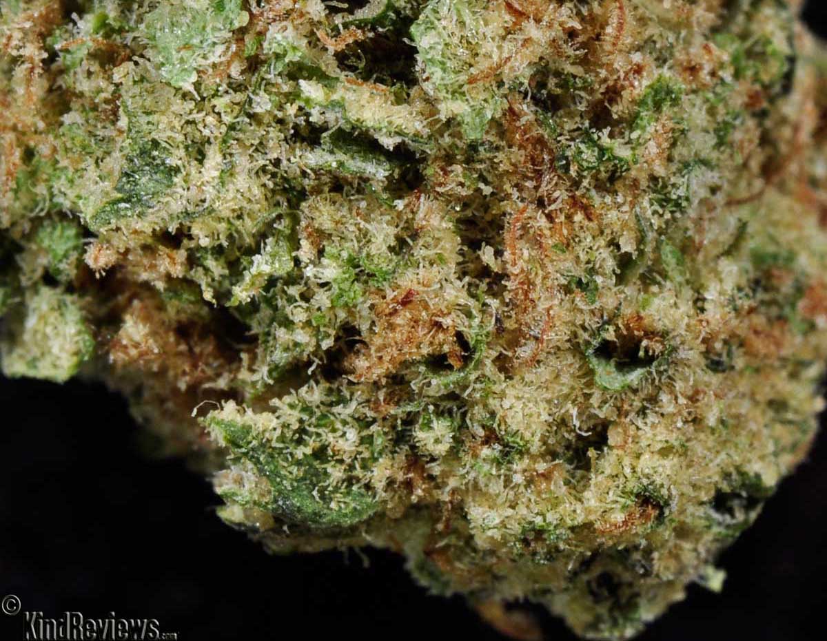 Velvet Haze | Marijuana Strain Library | PotGuide.com Velvet Haze | Marijuana Strain Library | PotGuide.com