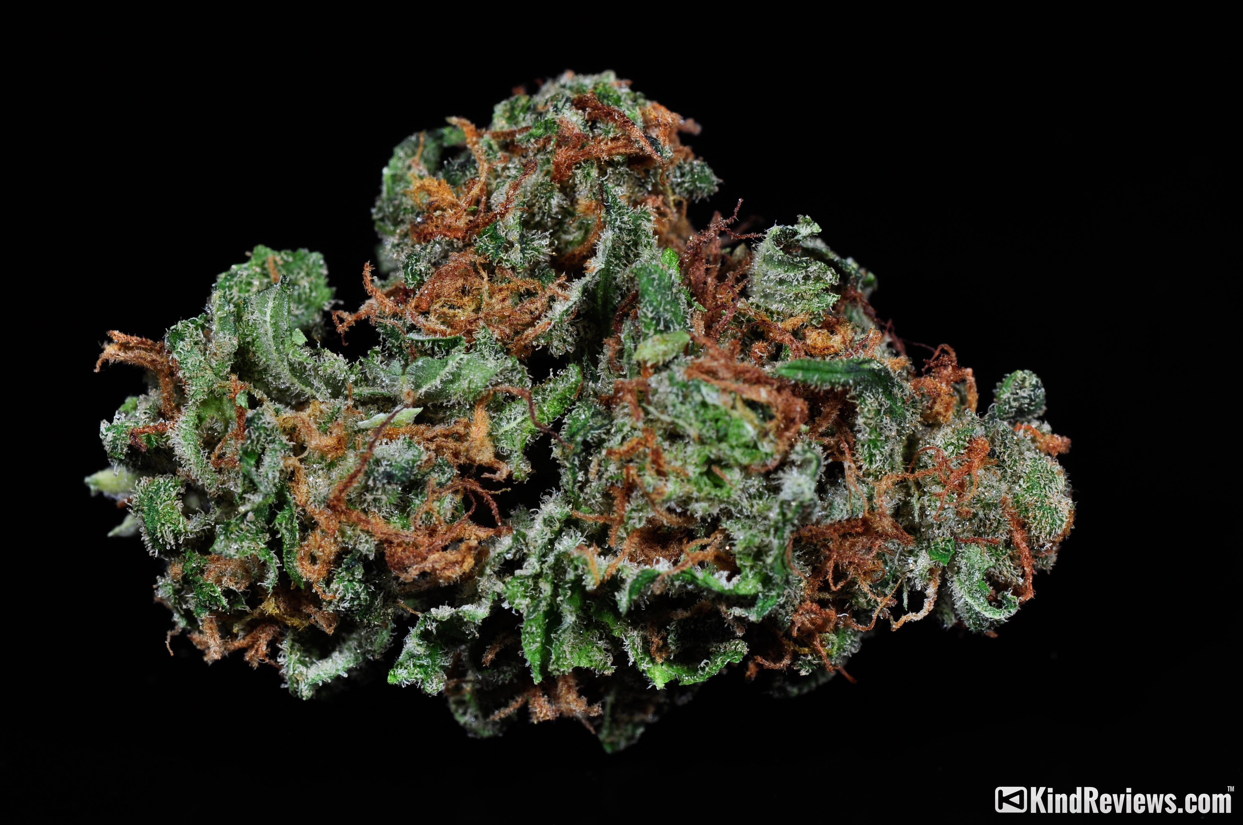 Hash Plant (PNW) | Marijuana Strain Library | PotGuide.com