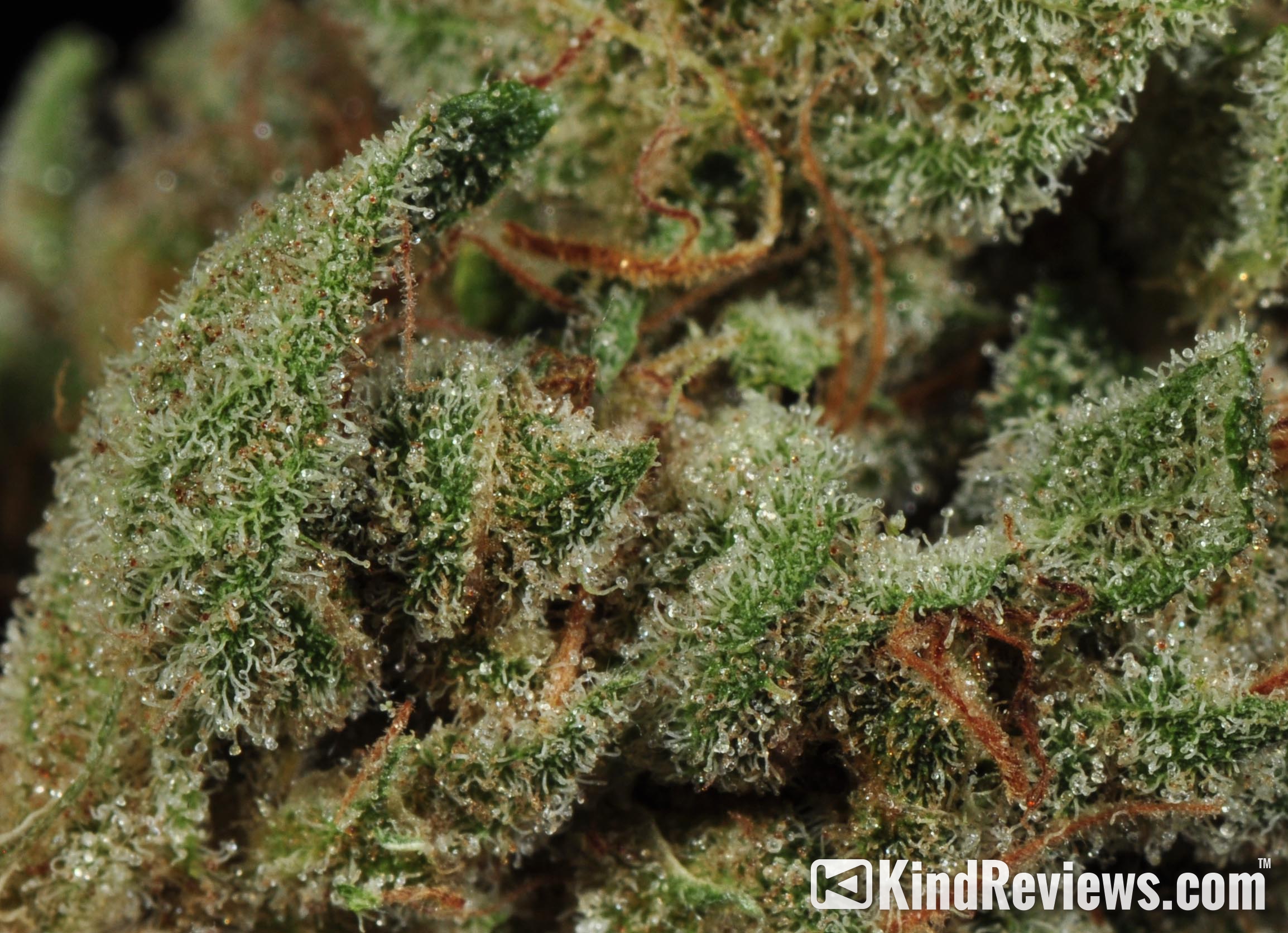 K2 (Colorado) | Marijuana Strain Library | PotGuide.com