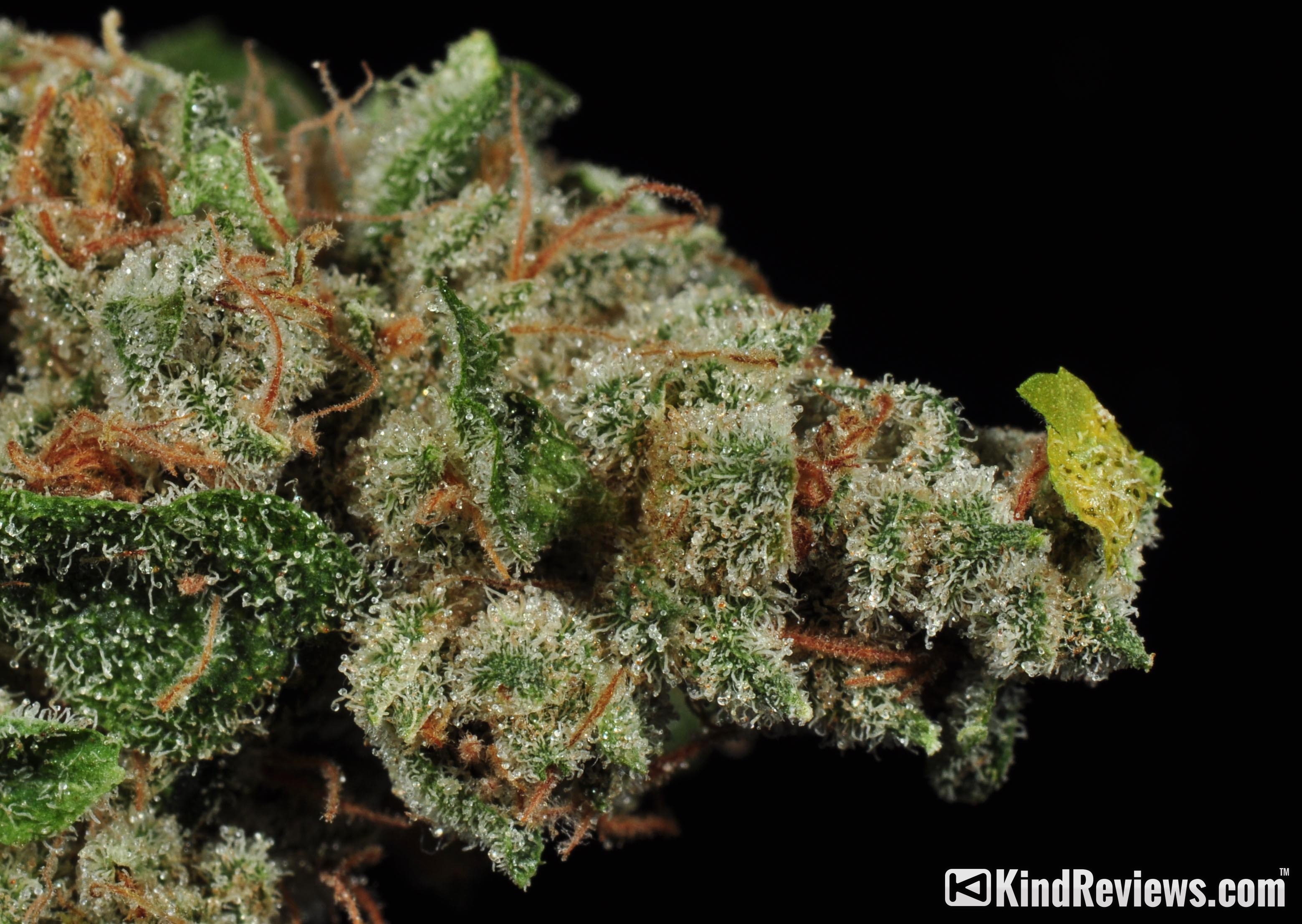 K2 (Colorado) | Marijuana Strain Library | PotGuide.com