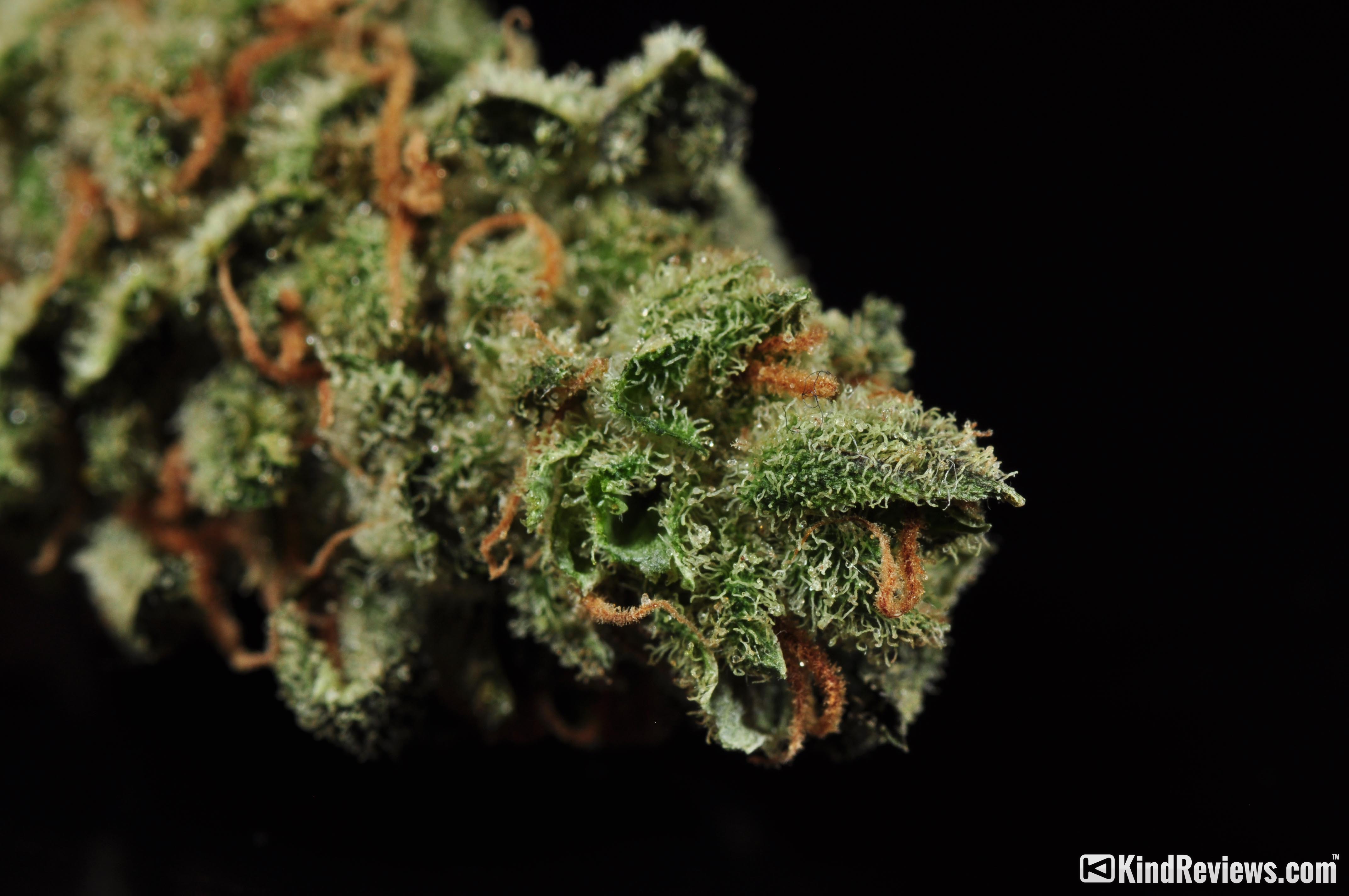 Purple VooDoo 1 | Marijuana Strain Library | PotGuide.com