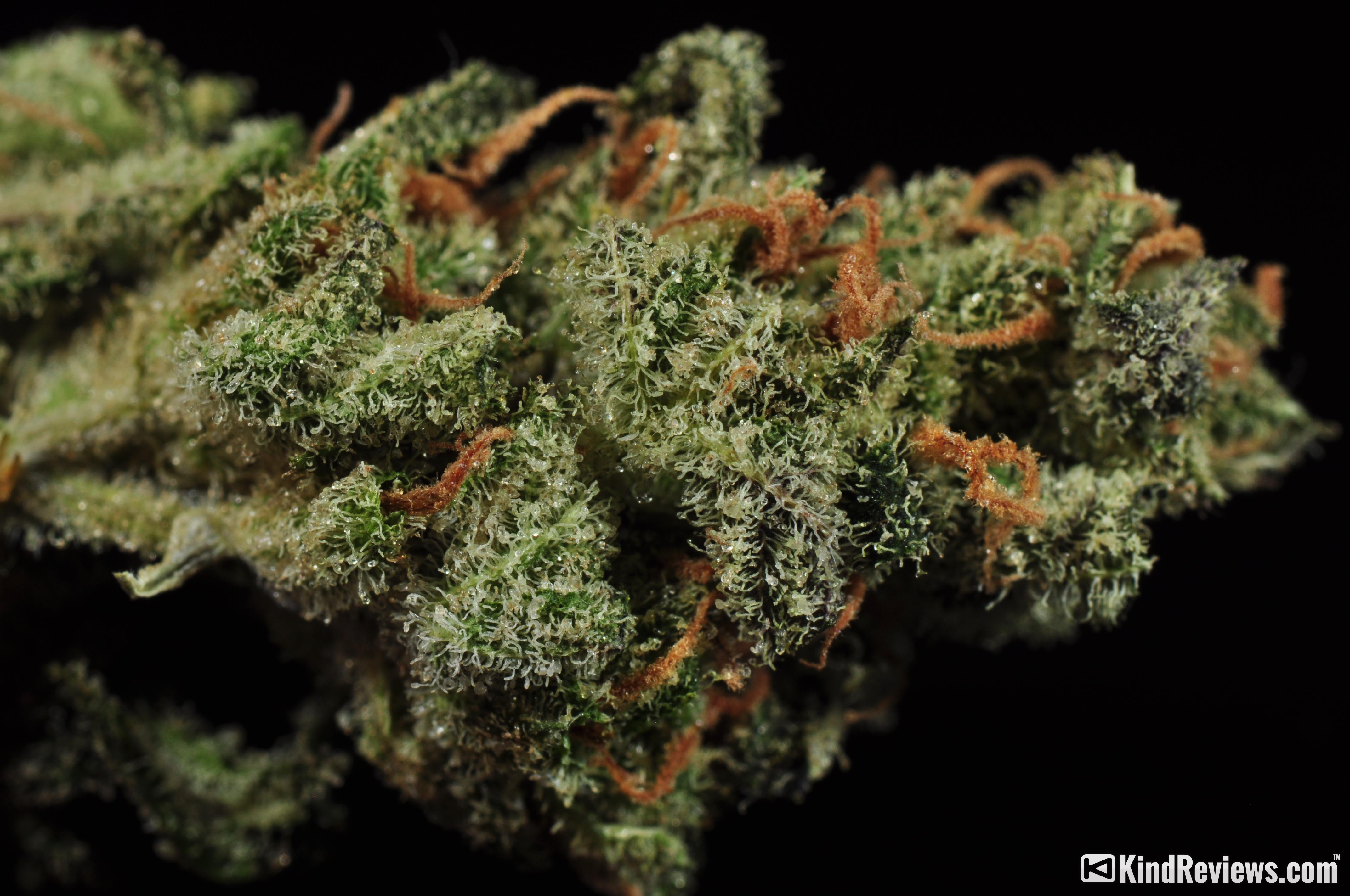 Purple VooDoo 1 | Marijuana Strain Library | PotGuide.com