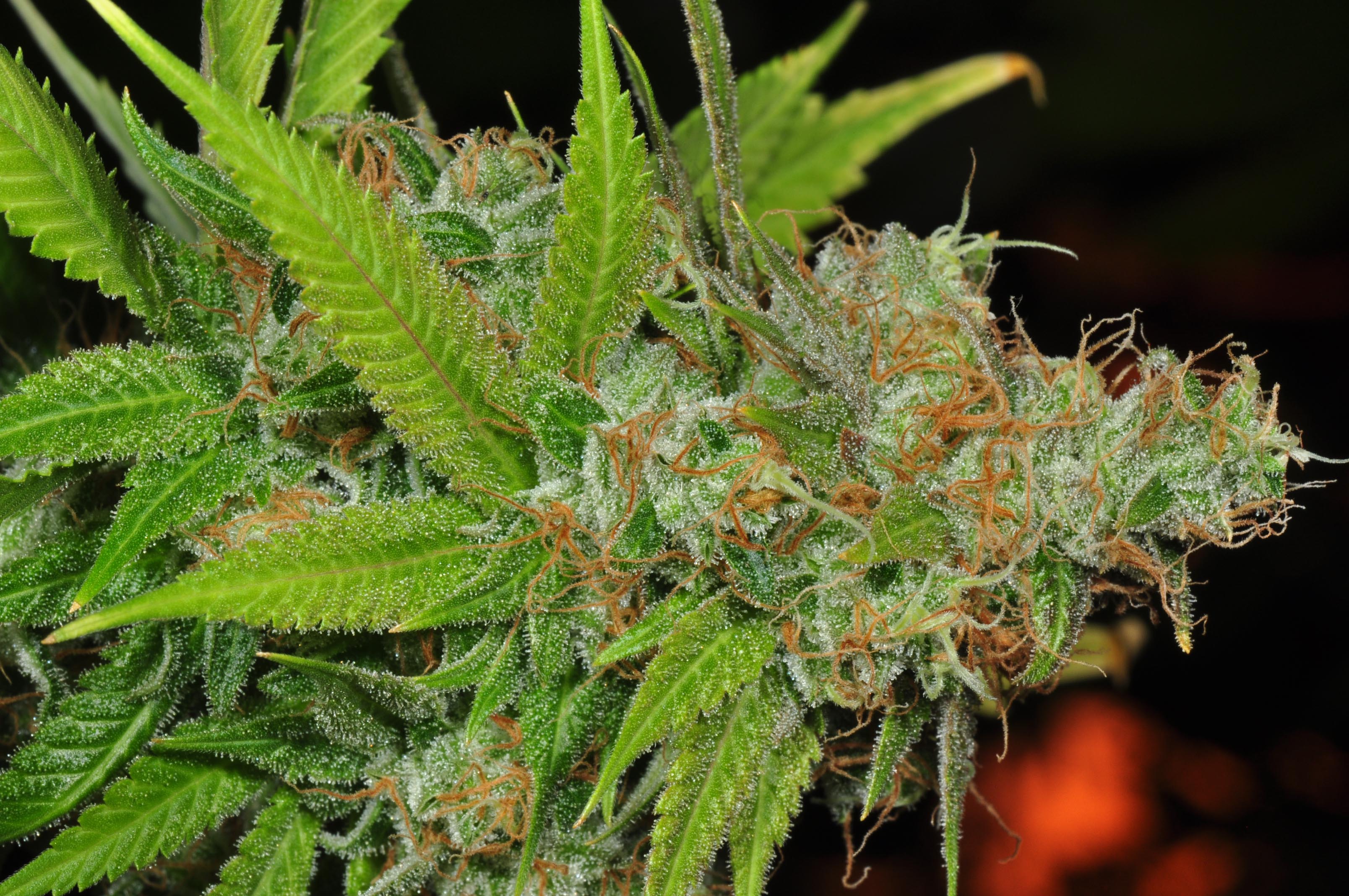 Tangerine OG | Marijuana Strain Library | PotGuide.com Tangerine OG | Marijuana Strain Library | PotGuide.com