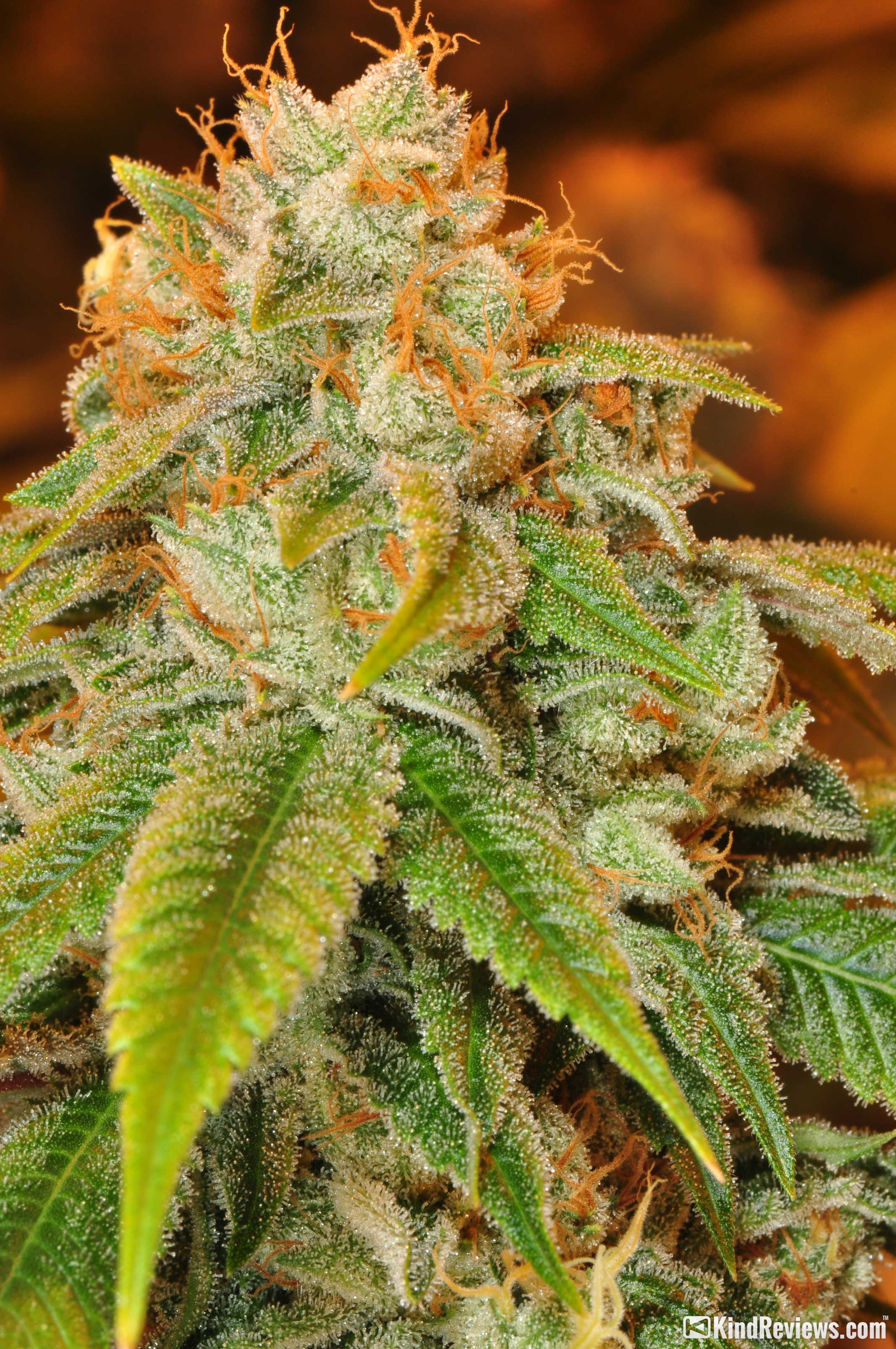 Scott's OG | Marijuana Strain Library | PotGuide.com Scott's OG | Marijuana Strain Library | PotGuide.com