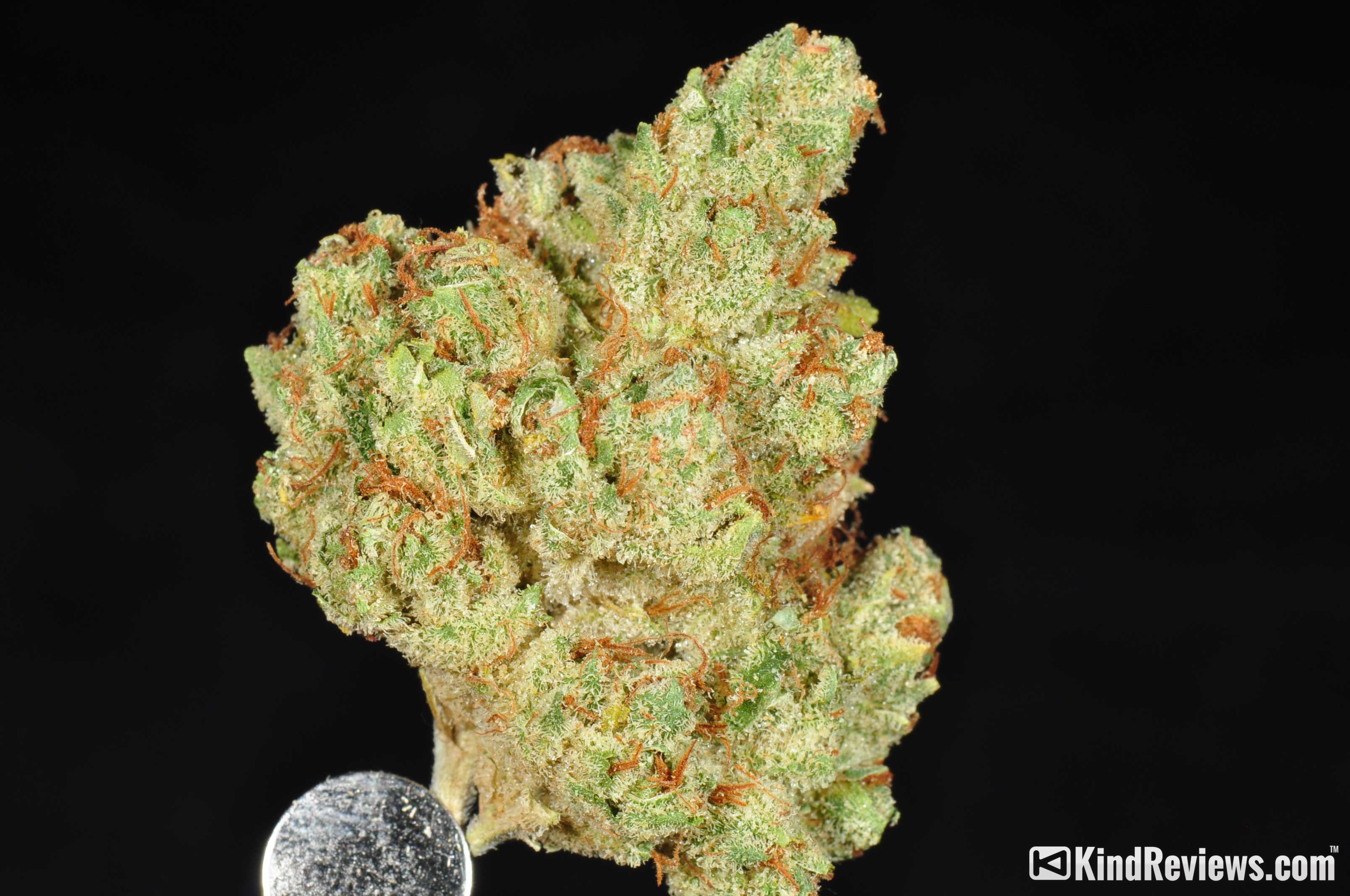 Scott's OG | Marijuana Strain Library | PotGuide.com Scott's OG | Marijuana Strain Library | PotGuide.com