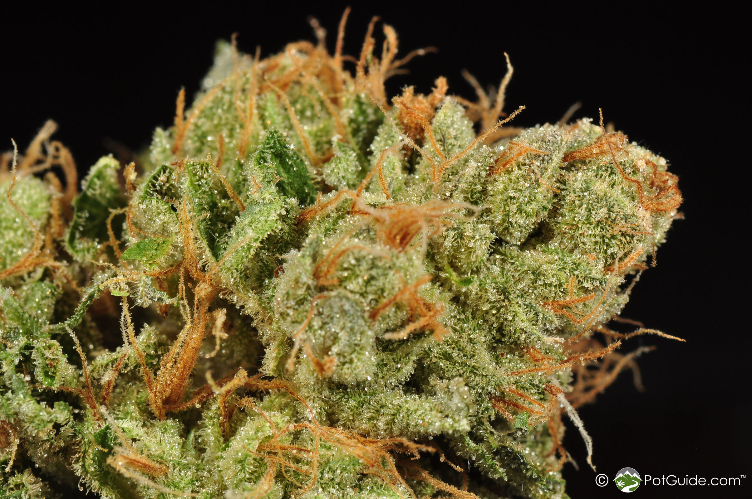 Tres Stardawg | Marijuana Strain Library | PotGuide.com Tres Stardawg | Marijuana Strain Library | PotGuide.com