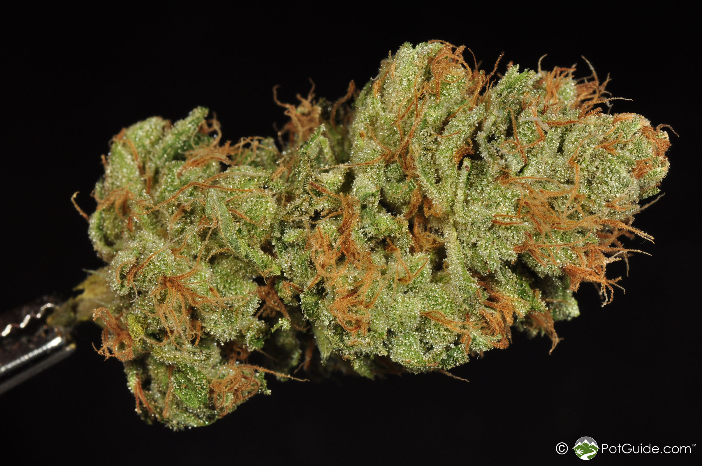 Tres Stardawg | Marijuana Strain Library | PotGuide.com Tres Stardawg | Marijuana Strain Library | PotGuide.com