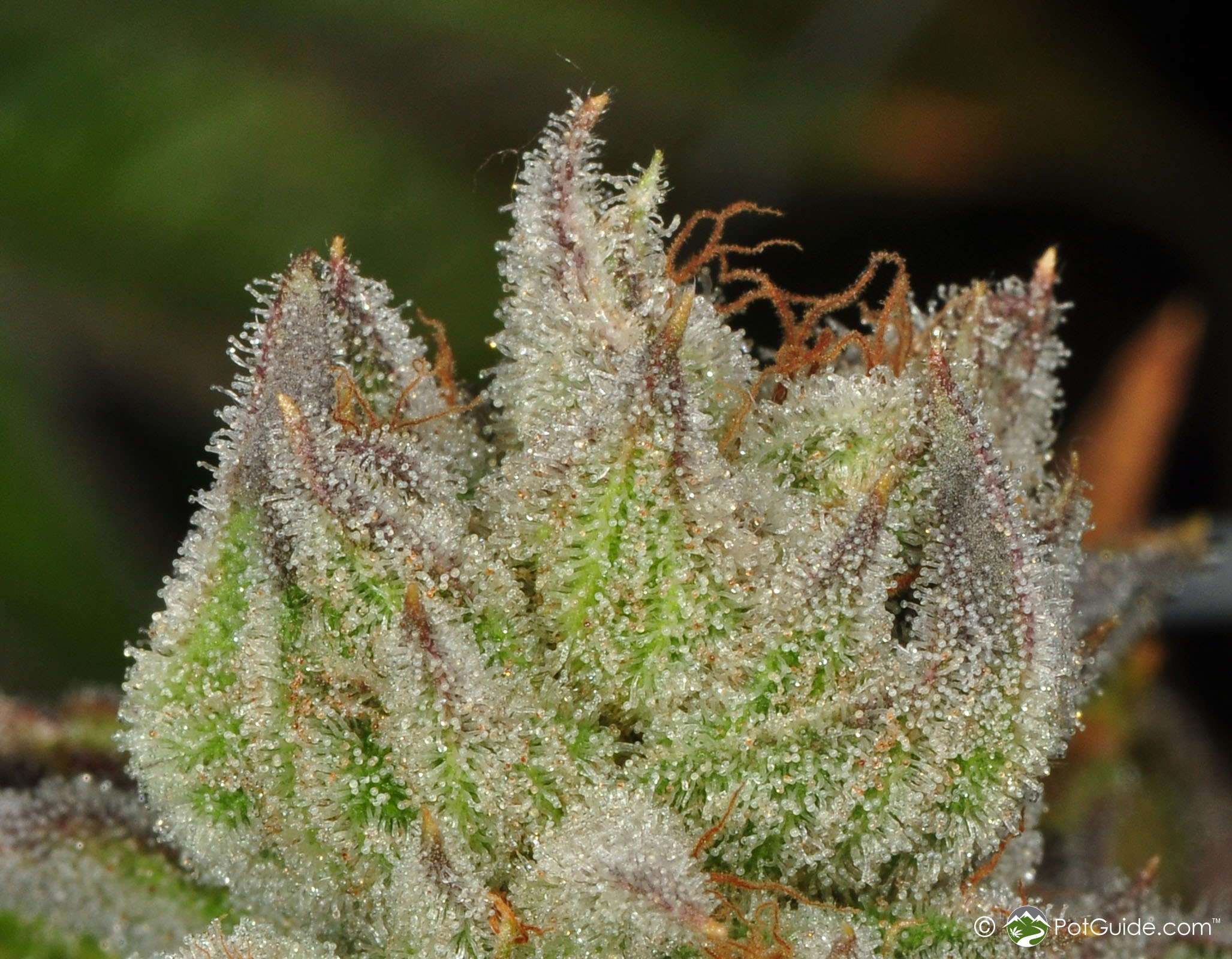 Triangle #2 | Marijuana Strain Library | PotGuide.com Triangle #2 | Marijuana Strain Library | PotGuide.com