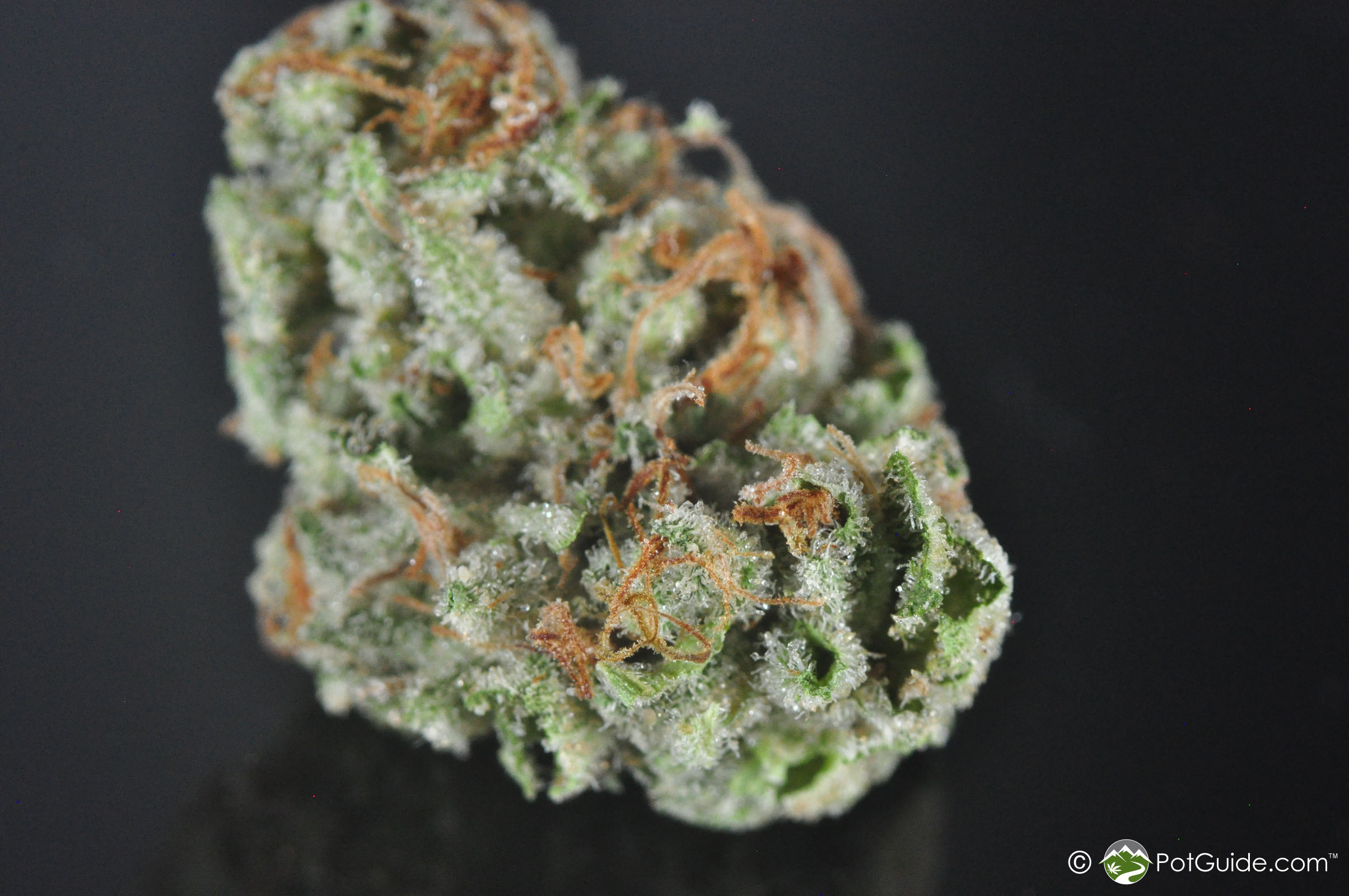 Bubba Fett | Marijuana Strain Library | PotGuide.com Bubba Fett | Marijuana Strain Library | PotGuide.com